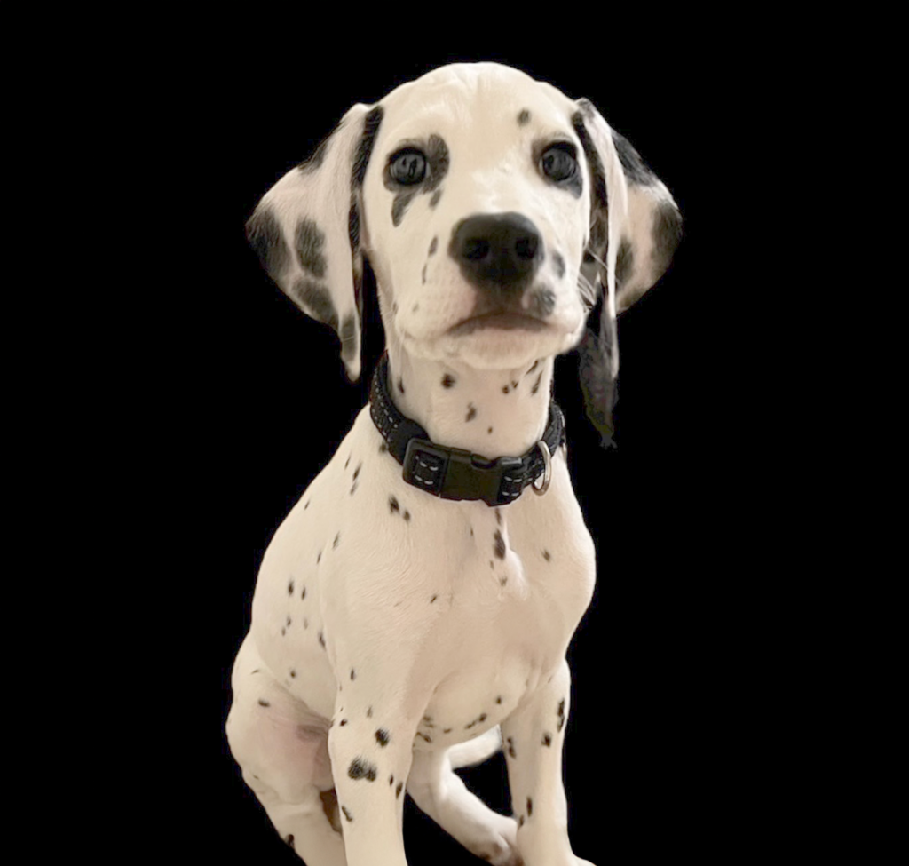 DALMATIAN CAFE 101｜東京のダルメシアン専門の犬カフェ