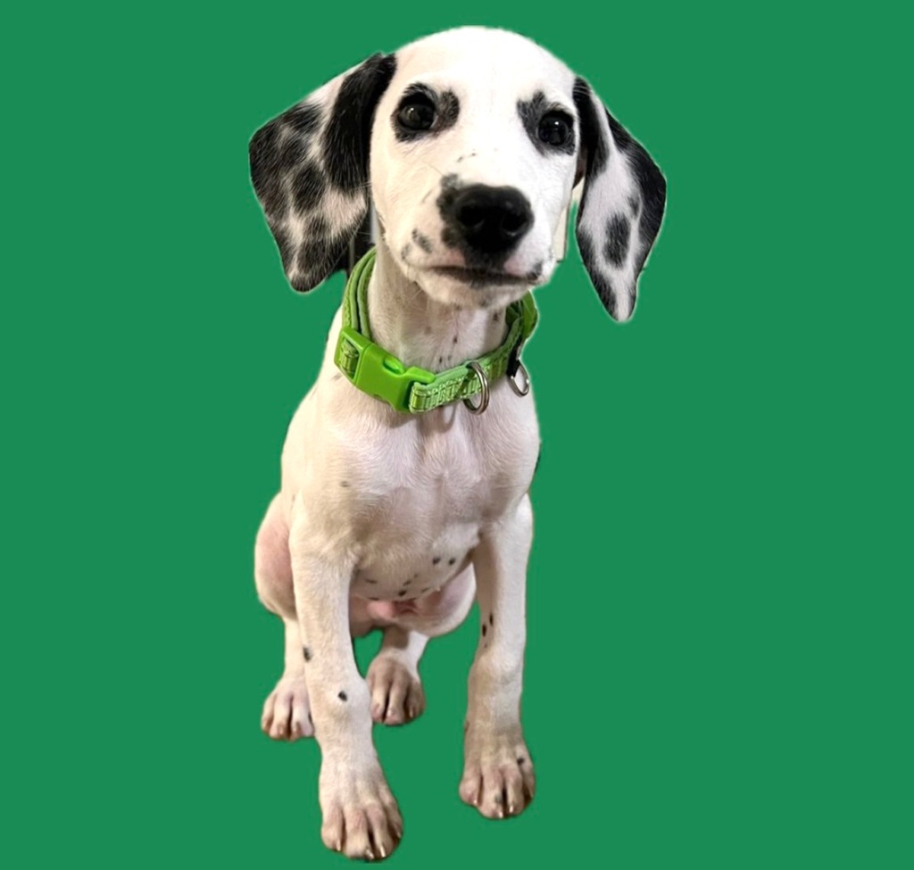 DALMATIAN CAFE 101｜東京のダルメシアン専門の犬カフェ